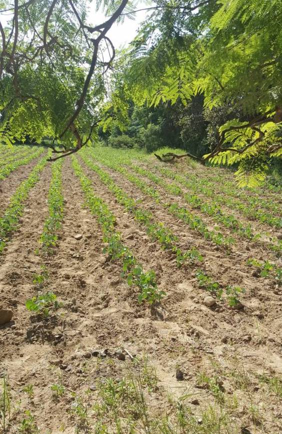 CURRENT TRADITIONAL FOOD PRODUCTION-SYSTEM – Mangwende Orphan Care Trust