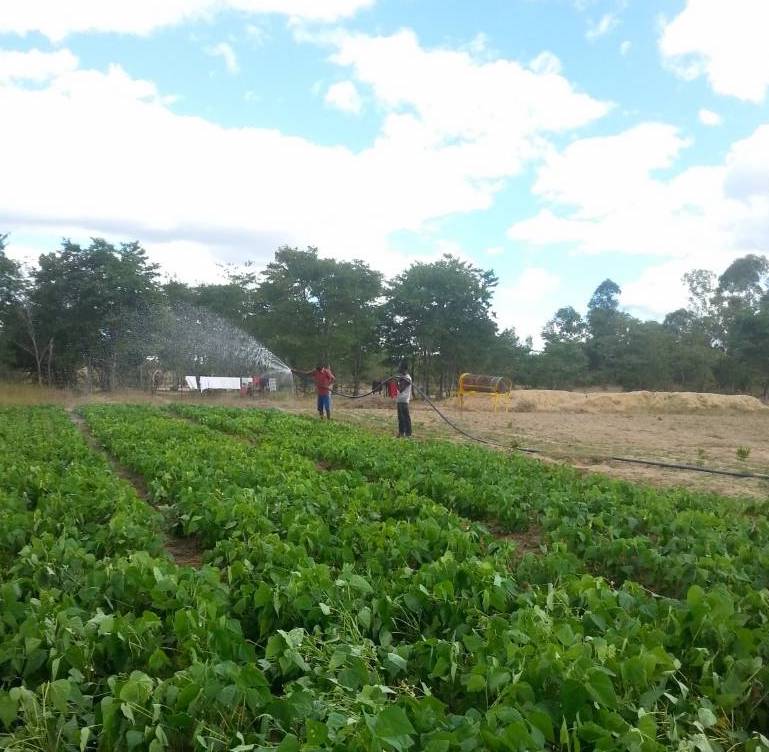 CURRENT TRADITIONAL FOOD PRODUCTION-SYSTEM – Mangwende Orphan Care Trust