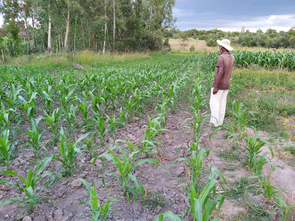 Crop Growth and Solar Pumps – Mangwende Orphan Care Trust