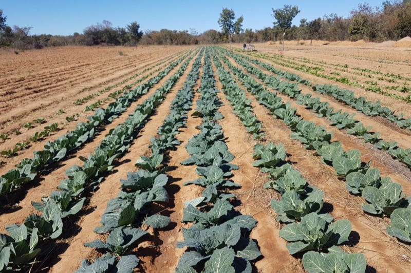 Updates July 7 – Mangwende Orphan Care Trust